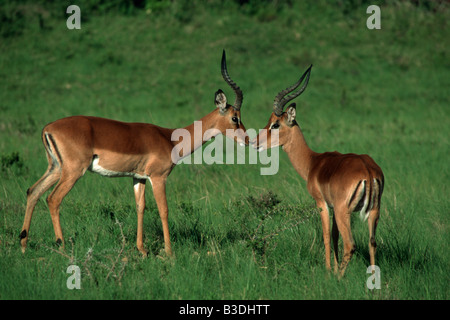 Impala Schwarzfersen-Antilope Impala Mpongo Park Suedafrika Afrika ...