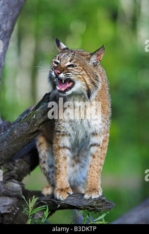 Rotluchs Lynx Rufus Rotluchs Lynx Rufus Weibchen mit Jungtier Stockfoto ...