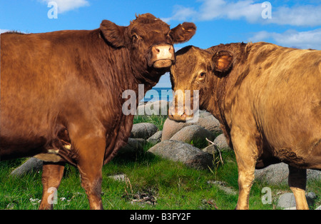 Deutsch-Angus-Rindern, Hausrind (Bos Primigenius F. Taurus), Kuh mit ...