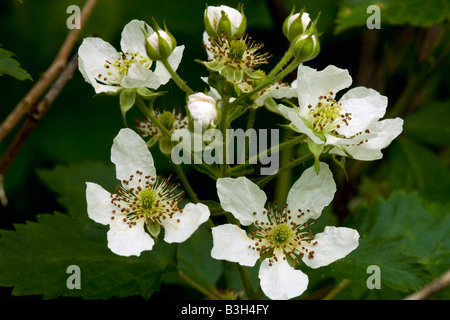 Schwarze Himbeere Blüte Rubus occidentalis Stockfotografie - Alamy