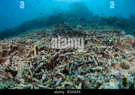 Ein Korallenriff ist in Indonesien zerstört worden. Die Ursache dieser ...