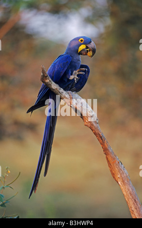 Blauer Ara, Erwachsener, Fütterung, Pantanal, Mato Grosso, Brasilien ...