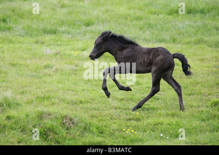 Islandpferd, Fohlen, Wiese, Lauf, Galopp Seitenansicht, Tiere, Tier ...