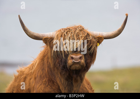 Highland Kuh, Highland Bulle, Langhaar Kuh Kuh mit Hörnern, Bull mit ...