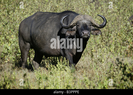 Afrikanischer Büffel, Kaffeelbüffel (Syncerus cafer) schwimmt im Sumpf ...