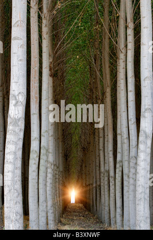 Pacific Albus (Pappel) Baum-Bauernhof, Boardman Tree Farm, Oregon ...