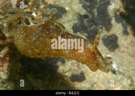 Europäischen Meer Hasen, Meer Hasen, Seeschnecke, Punktierter Seehase ...