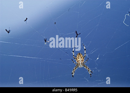 Zoologie / Tiere, Arachnid, Spinnen, Vogelspinne, Geolycosa, Spinne auf ...