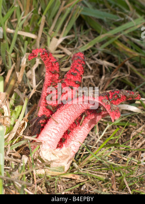 des Teufels Finger, Teufels-Kralle-Pilz, riesigen Gestank Horn, Oktopus ...