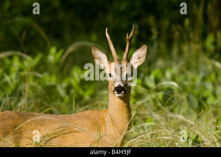 Eine Nahaufnahme von einem Reh Augen mit langen Wimpern und braune ...