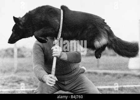 Hund durch Reifen springen Stockfoto, Bild: 50326113 - Alamy