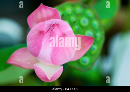 Lotusblume (Nelumbo Nucifera) Samen Kapsel Stockfoto, Bild: 25973318 ...