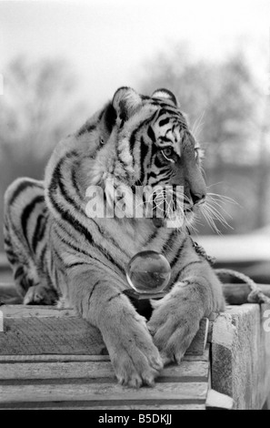 Tiere: Tiger: ûEmmaö der Tiger ist einer der beiden Tiger zur Esso ...