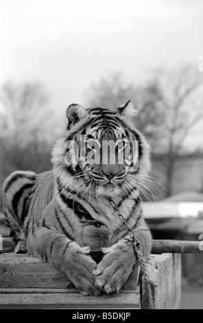 Tiere: Tiger: ûEmmaö der Tiger ist einer der beiden Tiger zur Esso ...