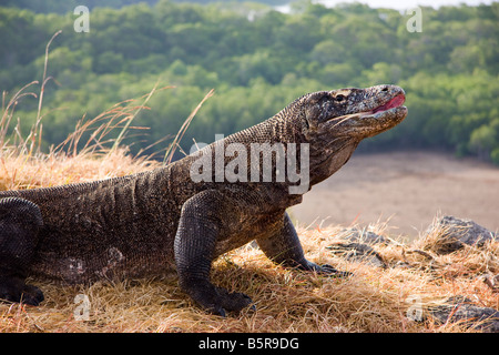 Komodo-Waran, Rinca Insel Komodo Nationalpark, Indonesien Stockfoto ...