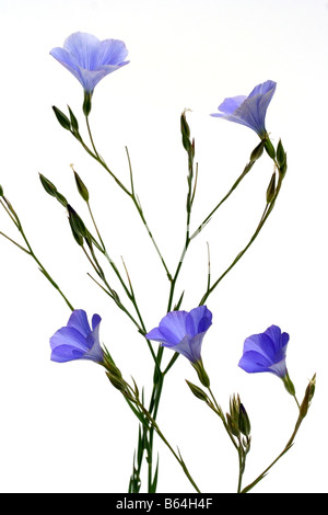 Flachs-Feld, Blüte, Heilpflanzen 2005 Bereich Landschaft, Landschaft ...