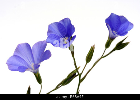 Flachs-Feld, Blüte, Heilpflanzen 2005 Bereich Landschaft, Landschaft ...