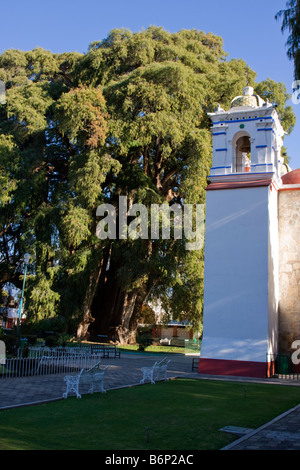 El Tule, Oaxaca, Mexiko. Der Baum von El Tule, eine Art von Cypress ...
