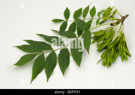 Gemeine Esche, Europäische Esche, Obst, Frucht, Früchte, Fraxinus ...