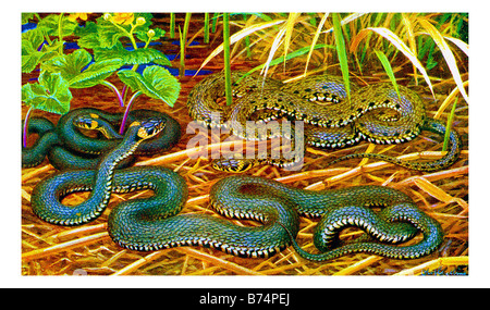 Ringelnatter, Natrix Natrix, Wasserschlange, Illustration aus Buch ...