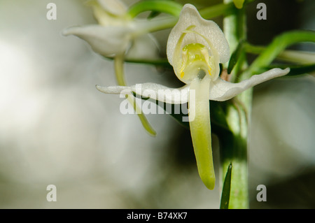 Blume der wilden Orchideen autochtone Platanthera Chlorantha, die ...