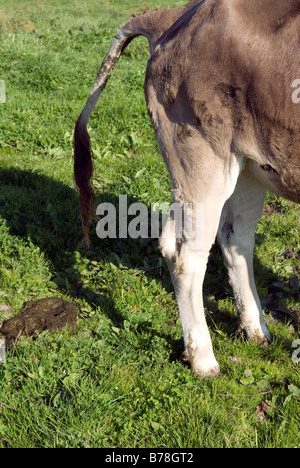Kühe Kuh verglühenden. Exkremente Kot Feld Rasen grasigen Weide pat Poo ...
