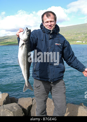 Pollock, Seelachs, Pollack, Seelachs, gefangen in Island; lat ...