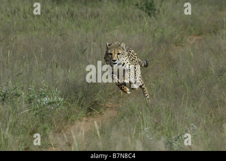 Laufenden Leopard Gepard Stockfoto, Bild: 104845417 - Alamy