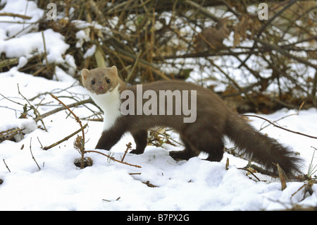 Steinmarder, Steinmarder, Duft, Steinmarder, Stein-Marder, Marder ...