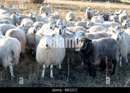 Schwarzes Schaf Herde mit einem weißen Schafe suchen - im Gegensatz zu ...