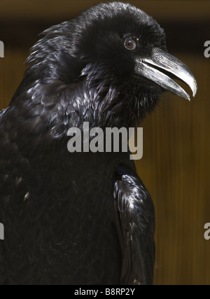 Kolkrabe (Corvus Corax), Nationalpark Bayerischer Wald, Bayerischer ...