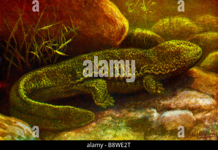Japanische Riesensalamander (Andrias Japonicus). Amphibien. Skelett ...