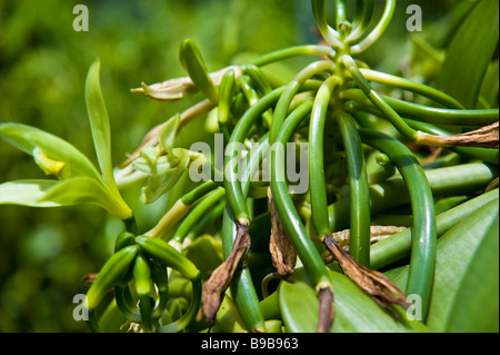 Bourbon Vanilleschoten auf Anlage im Vanilla Bauernhof La Réunion ...