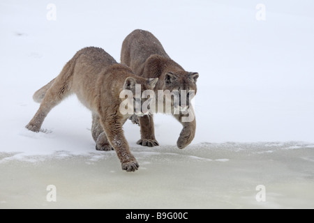 PUMA Profelis Concolor Schnee Berglöwe Tier Einzelgänger full-Länge ...