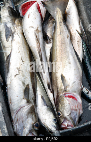 Pollock, Seelachs, Pollack, Seelachs, gefangen in Island; lat ...