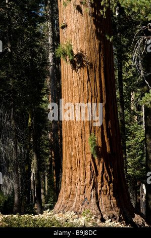 Bergmammutbaum, Sequoiadendron giganteum, Berg sequoia, Sequoiadendron ...