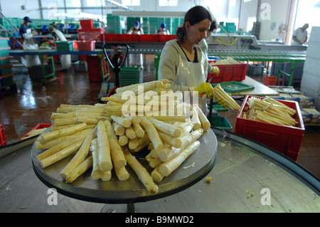 Sortierung von Spargel, Klaistow, Deutschland Stockfotografie - Alamy