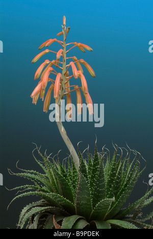 Blühende Aloe Vera