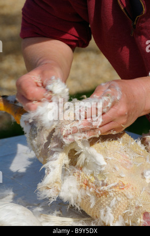 um die Gans zu rupfen Stockfotografie - Alamy
