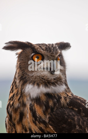 Der Europäische Uhu ist die größte Eule der Welt Dies ist Ruby und 18 ...