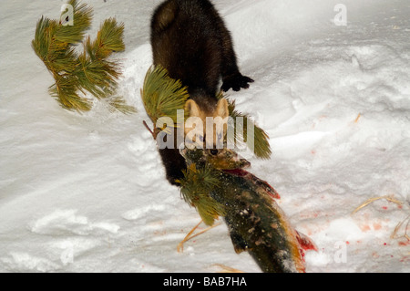 Zobel (Martes Zibellina) und ein Fisch Stockfotografie - Alamy