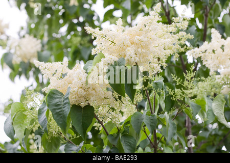 Japanische Baum Flieder, Syringa Reticulata, Oleaceae Stockfotografie ...