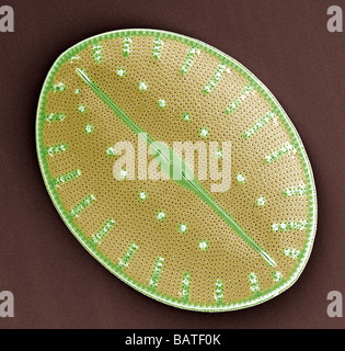 Kieselalge. Farbige Scanning Electron Micrograph (SEM) eines Biddulphia ...