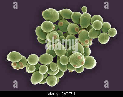 Hefezellen. Farbige Scanning Electron Micrograph (SEM) von Hefezellen ...