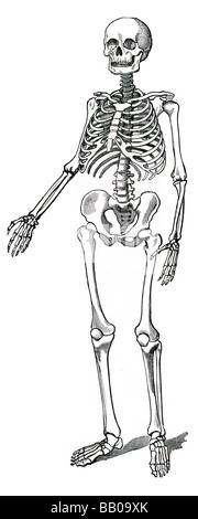 Menschliche Rippe Muskeln, Abbildung Stockfotografie - Alamy