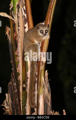 Fett-tailed Dwarf Lemur (aka Lesser Dwarf Lemur) Cheirogaleus Medius ...