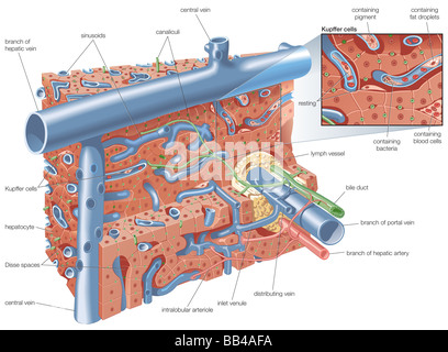 Nahaufnahme Grafik der Leber Anatomie illustration Vektor Abbildung ...