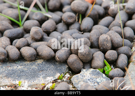 Rentier Kot Svalbard Stockfoto, Bild: 24195652 - Alamy