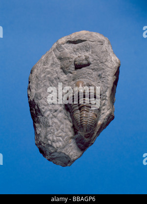 Trilobit Calymene Blumenbachi Silur, Wenlock Stockfoto, Bild: 27705999 ...