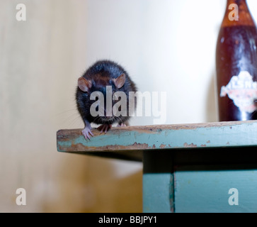 Schwarze Ratte, Dach-Ratte, Haus-Ratte, Schiff Ratte, Ratten, Hausratte ...